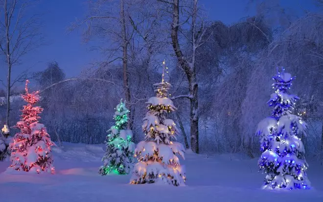 Zasnežené osvetlené stromy, zima, Kanada